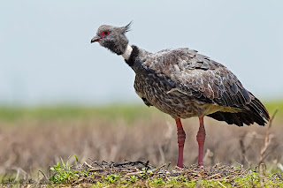 mis fotos de aves: Chauna torquata Chajá Southern Screamer