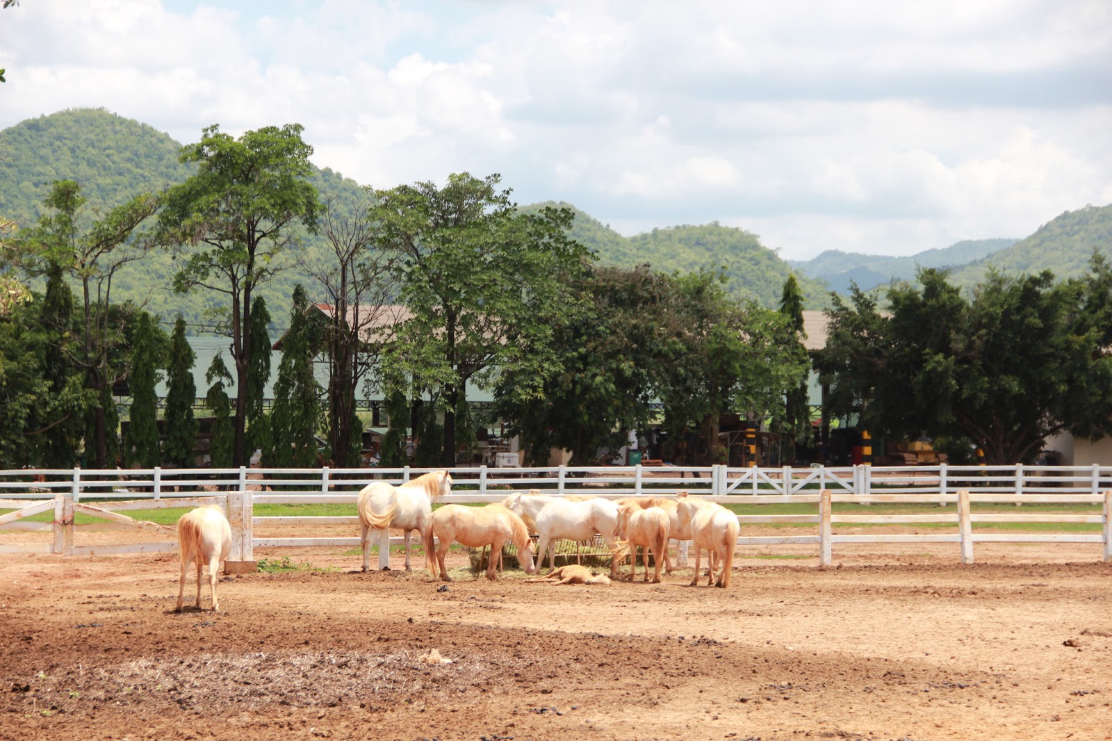 The World of Fairygodmotherhood : Thailand: Farm Chok Chai