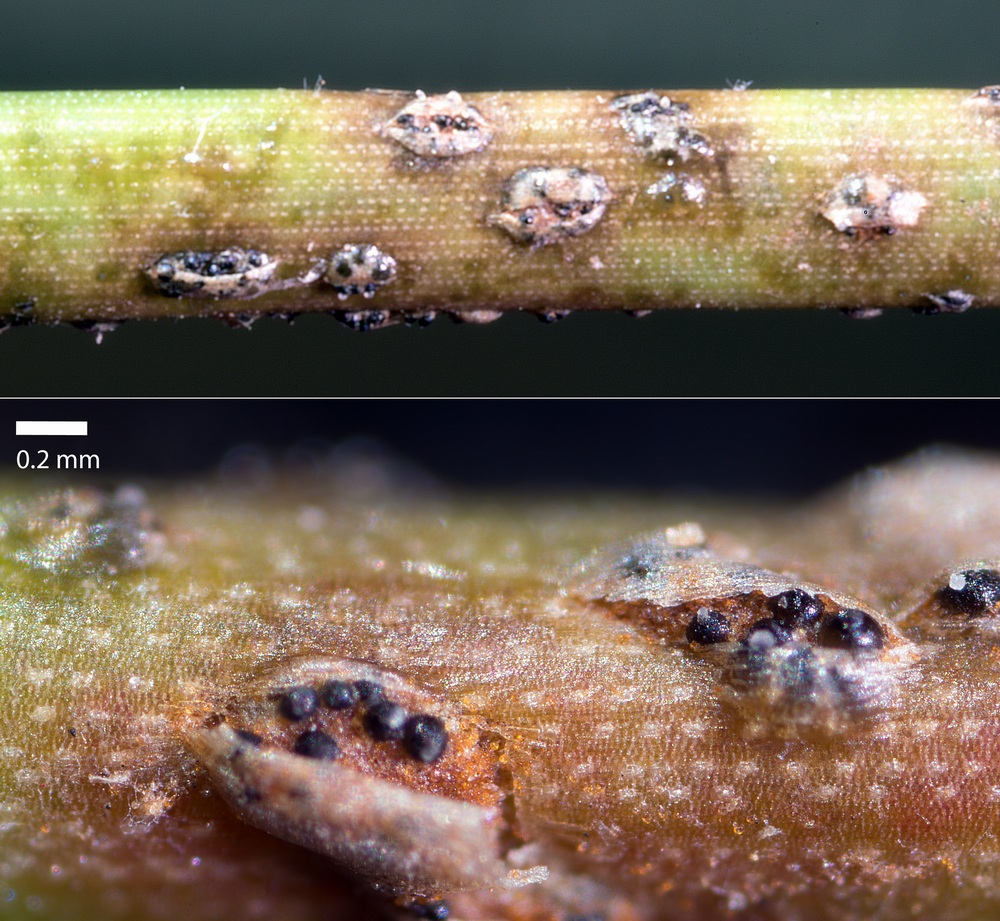 Sphaerellopsis filum (Biv.) B. Sutton