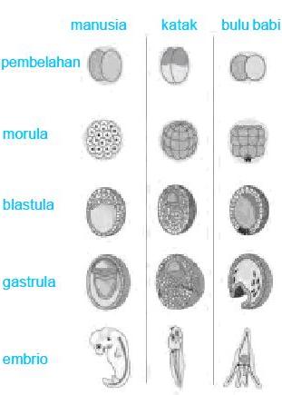 Blog Belajar IPA SMP: Pertumbuhan dan Perkembangan Organisme
