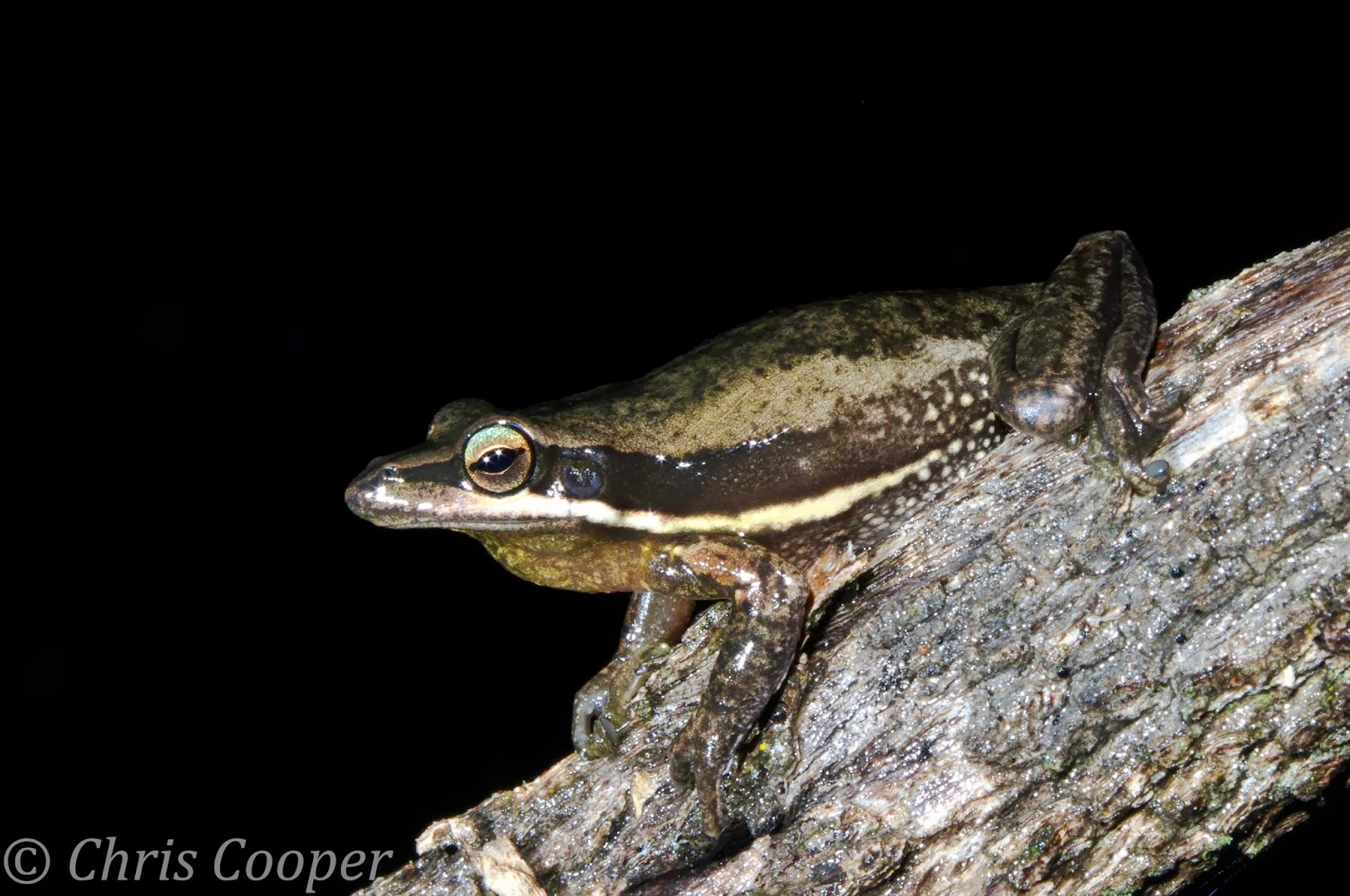 Chris Cooper Field Ecology
