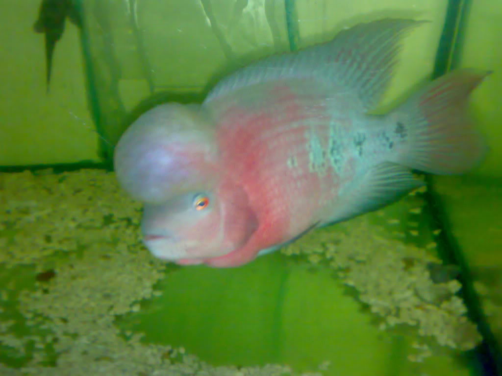 Flowerhorn The Hybrid Cichlids: Mounting Kamfa