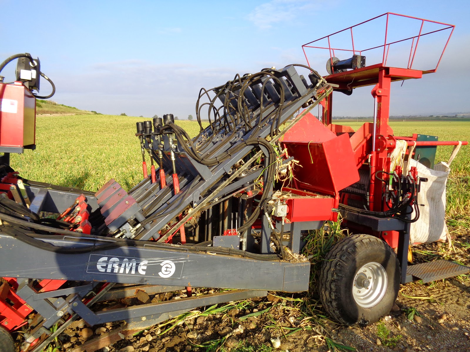 Harvesting garlic days came up in Andalusia