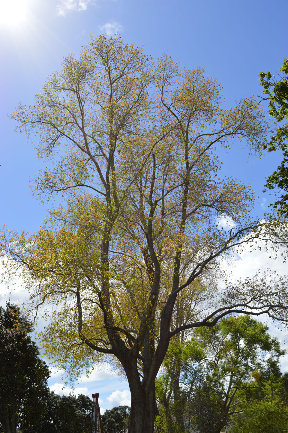 Creating Communities: Five fascinating facts about Glen Innes