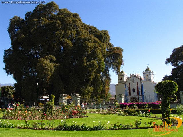 Árbol del Tule: el gigante milenario de Oaxaca