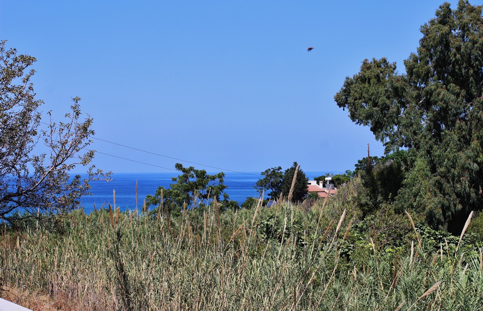 Biodiversity of Cyprus by NGO Protection of the Natural Heritage and ...