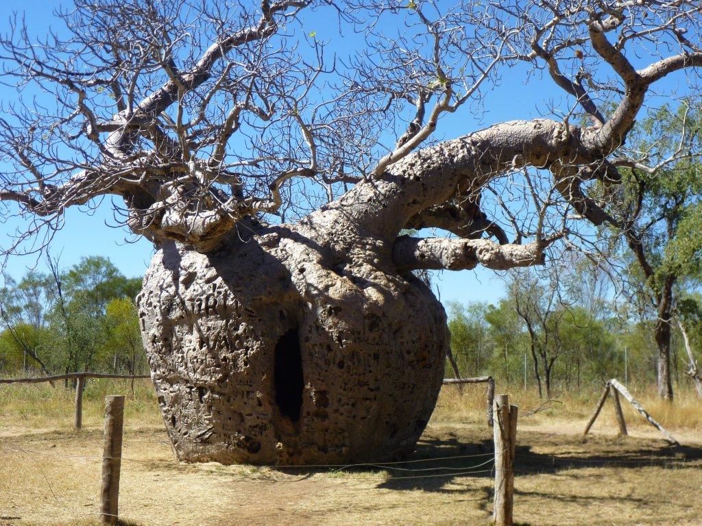 Just Keep on travelling: Derby boab prison tree