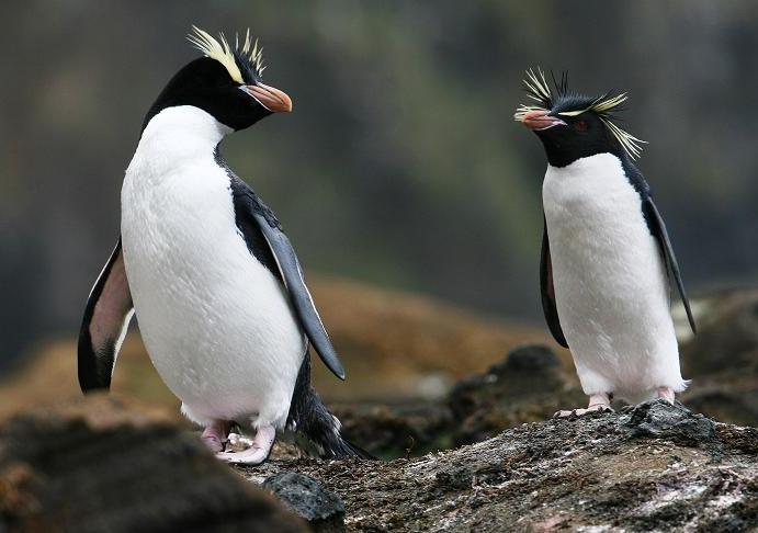 Crested Penguin | Info-Facts and Photos | The Wildlife