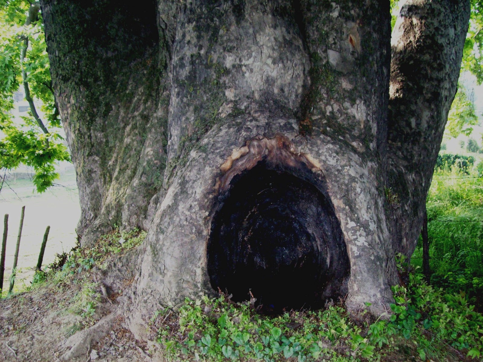 CHINAR SHADE : “BONNIE GOAFF ” OR CHINAR TREE CAVERN