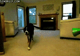 Inspiracion Viral: 13 Gifs de perros que fracasaron siendo perros, pero ...