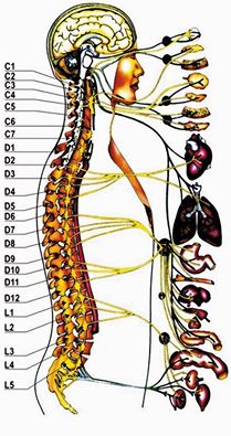 saulegraza: Stuburas, fiziologinių ar psichologinių negalavimų ...