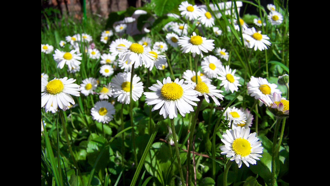 Nana Stil: Ceaiul de musetel • Musetel planta