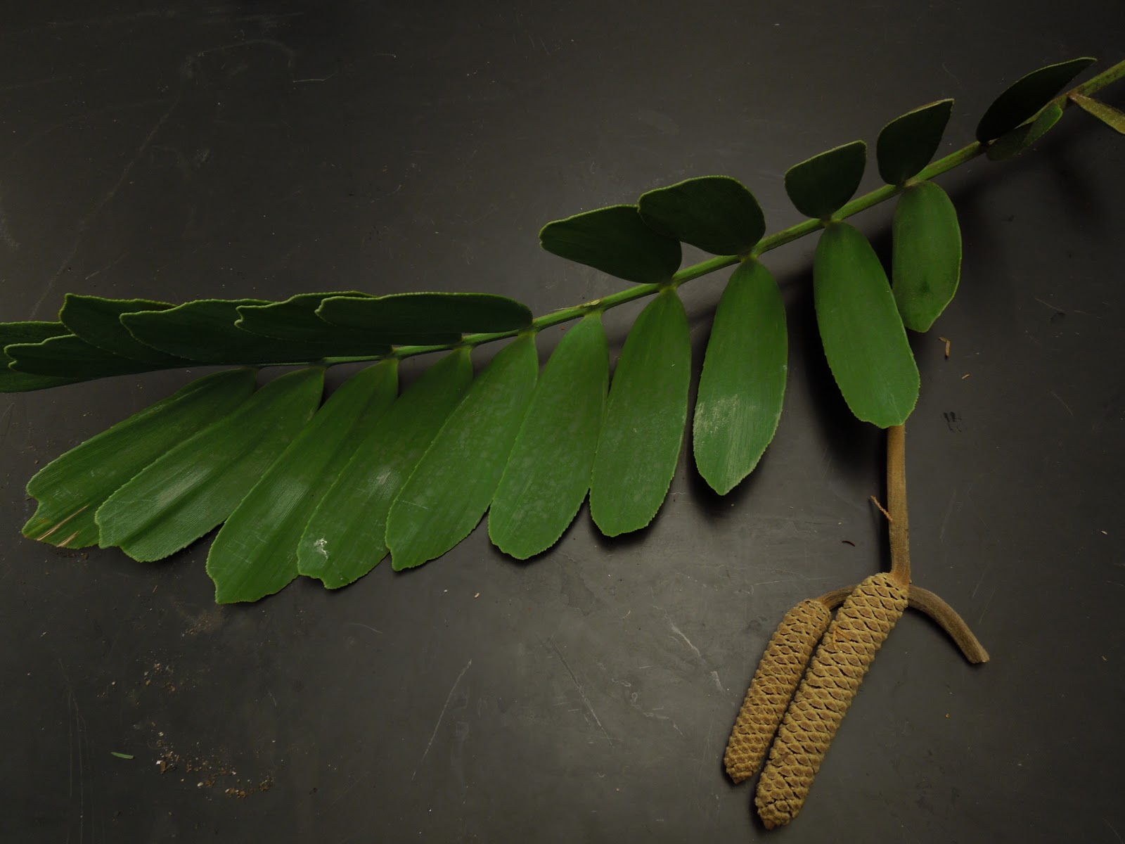 UF BOT 2710: Practical Plant Taxonomy: Lab 6: GYMNOSPERMS (Cycads ...