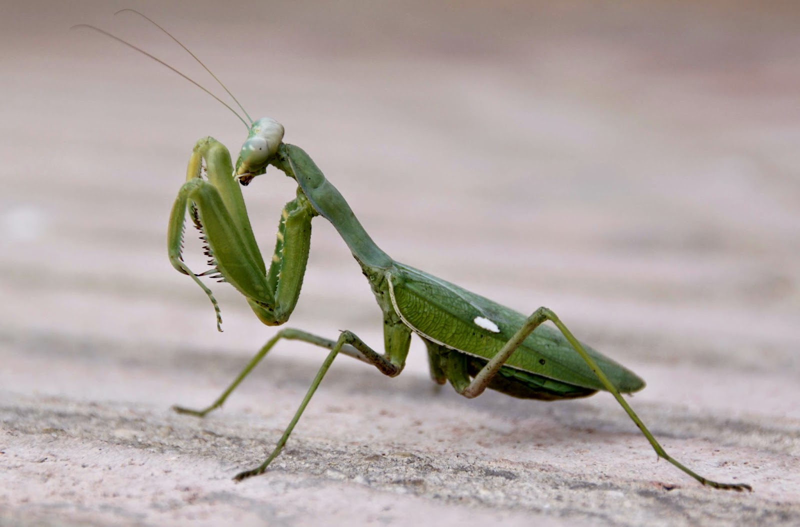 BIOLOGÍA Y GEOLOGÍA: METAMORFOSIS DE UNA MANTIS