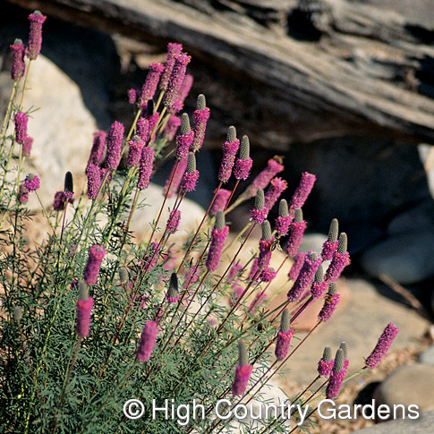 Meditations on Cultivation: Xeric plants for the waterwise garden