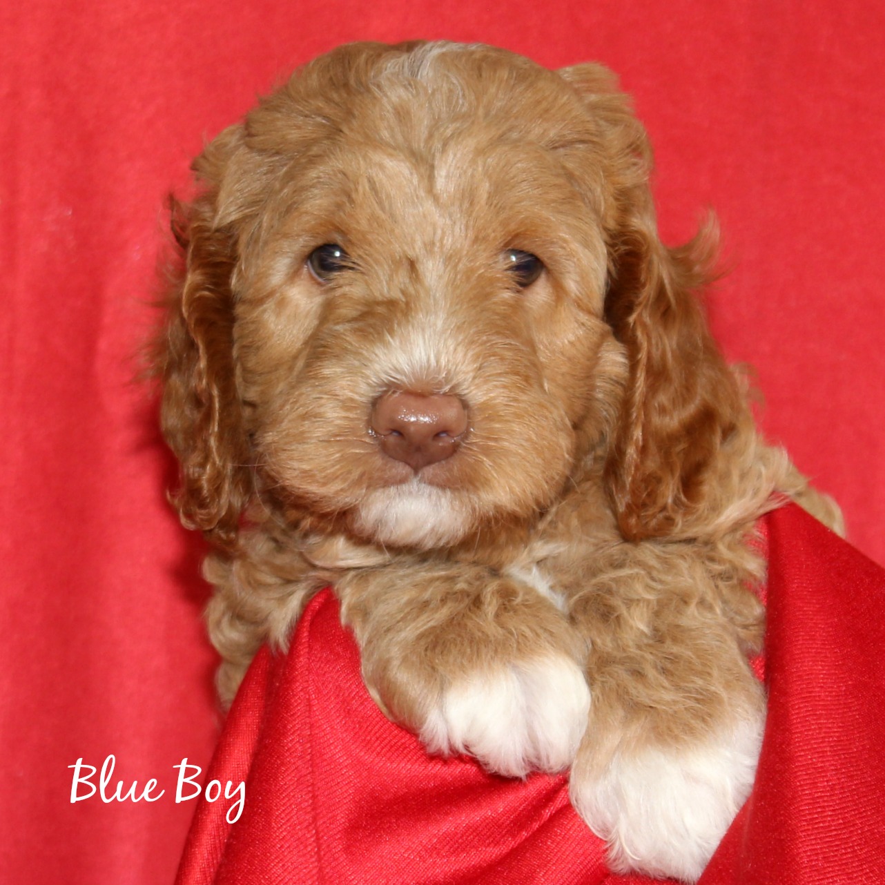 Canadian Doodle Puppies