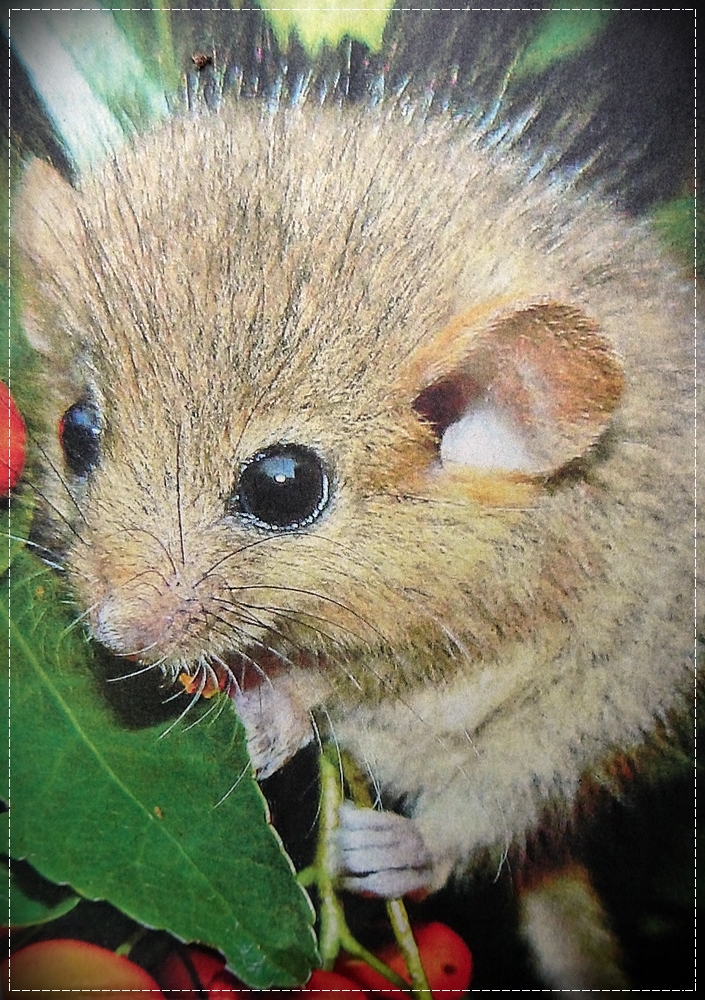 Auf der Suche nach dem Bilch...