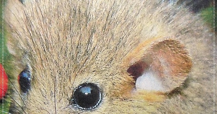 Auf der Suche nach dem Bilch...