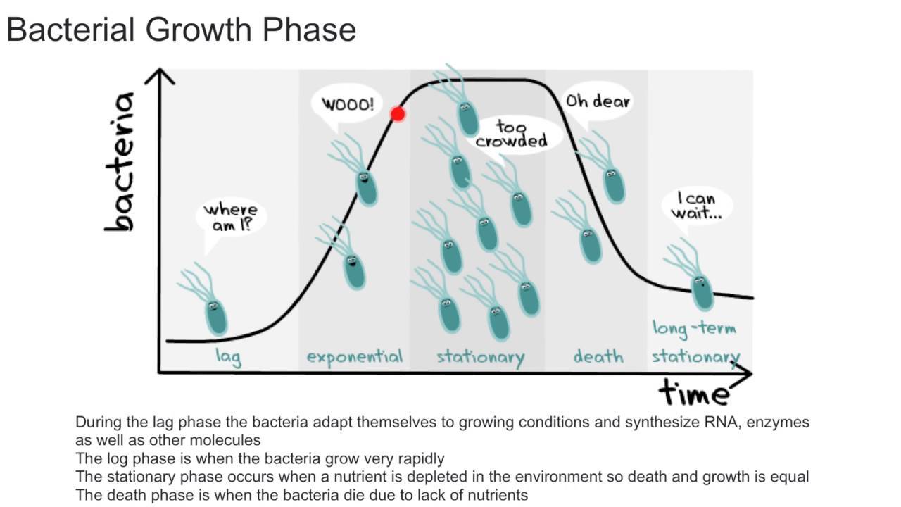 Bacterial growth