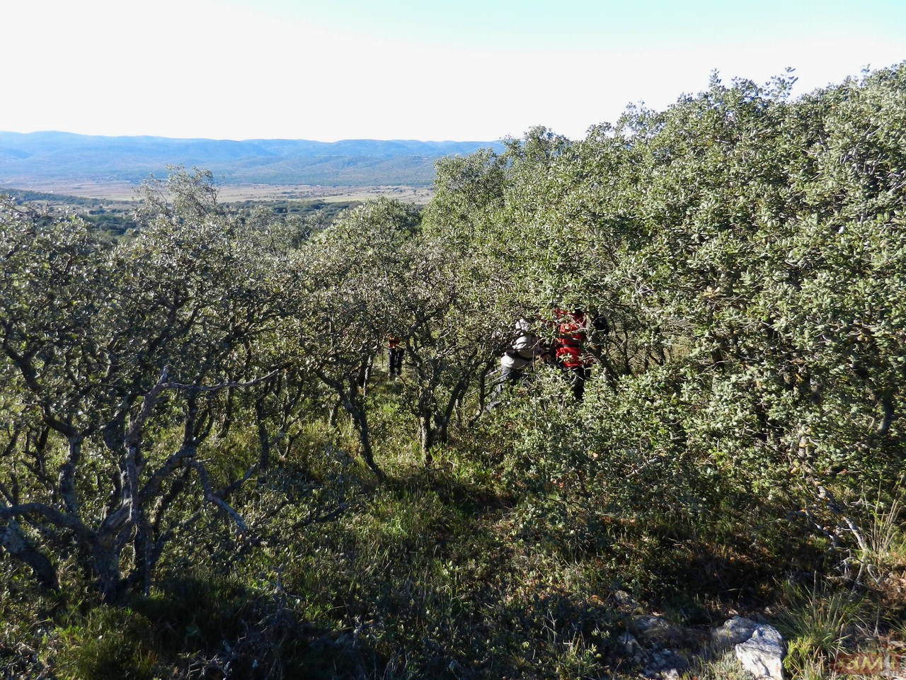 0086 - Vértices Geodésicos C.V.: Mazorral (1113 m) / A+ 613 m / 23,36 ...