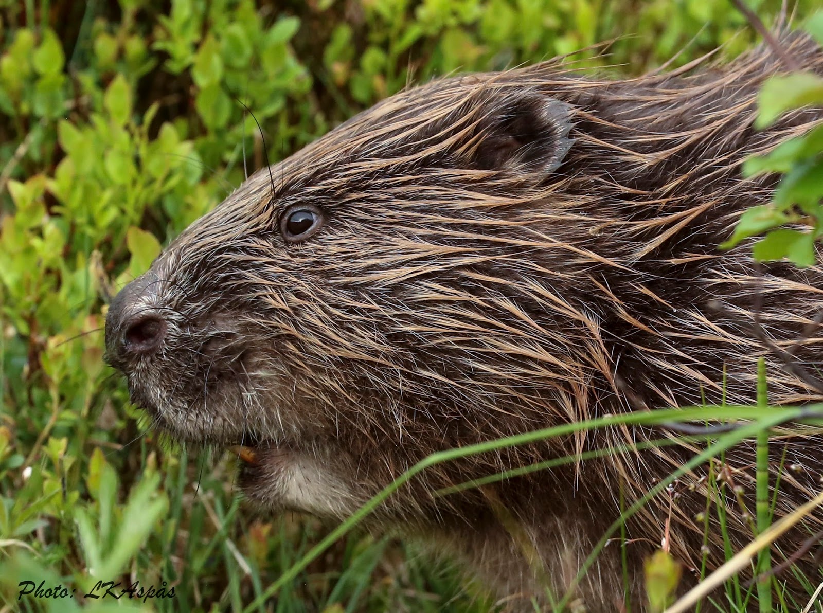 Nature photo by Lillian U. Gulliksen: Bever (Castor fiber) i ...