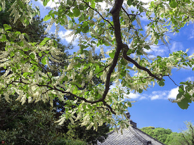 FROM THE GARDEN OF ZEN: Hakuunboku (Styrax obassia) flowers: Jochi-ji