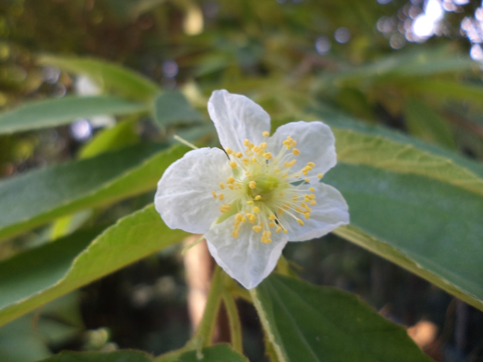 Lunyu Banget: Kersen / Talok (Muntingia calabura)