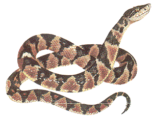 O Planeta que nao conhecemos: surucucu