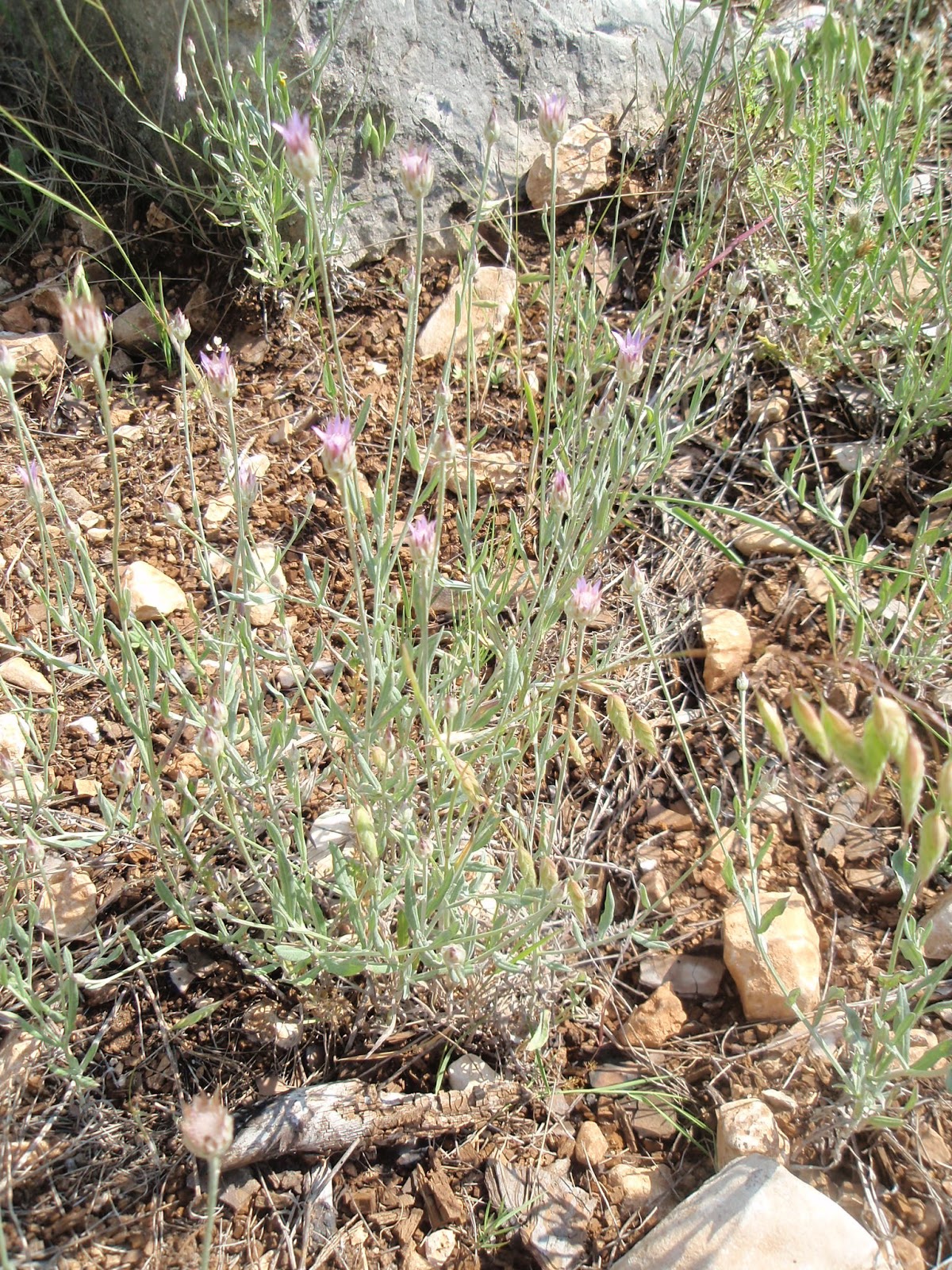 HERBARIO VIRTUAL DE BANYERES DE MARIOLA Y ALICANTE: Xeranthemum ...