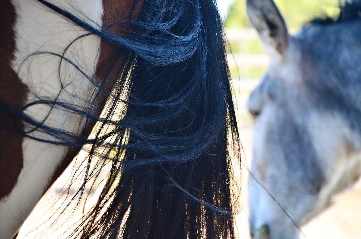 The 7MSN Ranch: At the tail end of the day