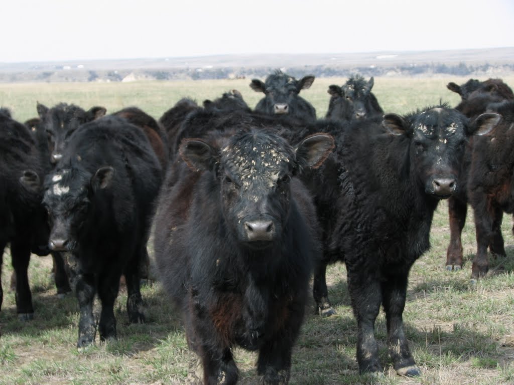 Wings on the Ranch: Steer pictures