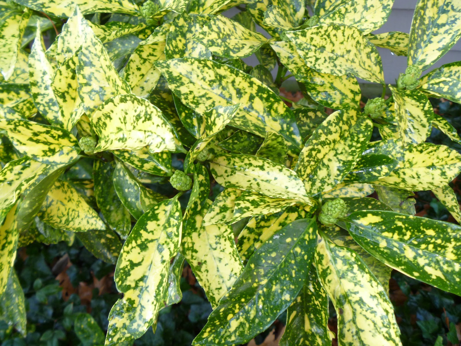 Gene's Garden: New Years