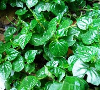 MANFAAT TANAMAN SURUHAN / TUMPANGAN AIR UNTUK KESEHATAN - OBAT HERBAL ...