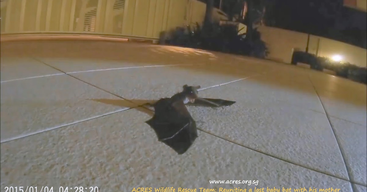 ACRES Wildlife Rescue Team: Reuniting a lost baby bat with his mother