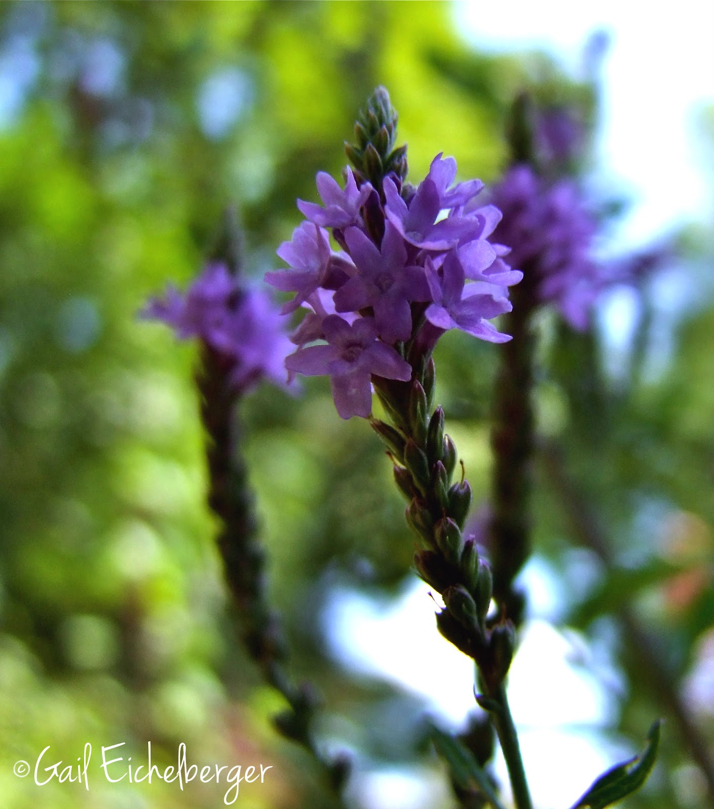 clay and limestone: Wildflower Wednesday~Two Native Verbenas