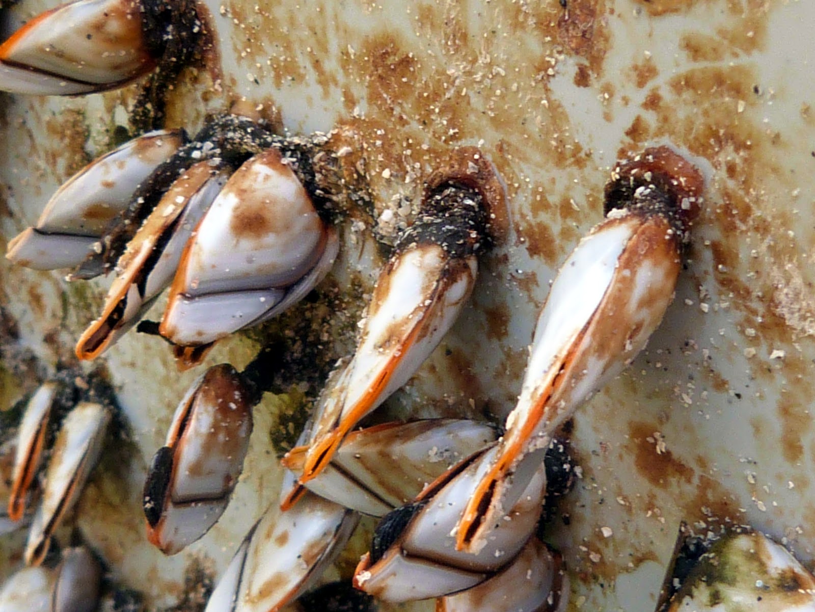 Taxonomía Arthropoda: Clase Maxillopoda