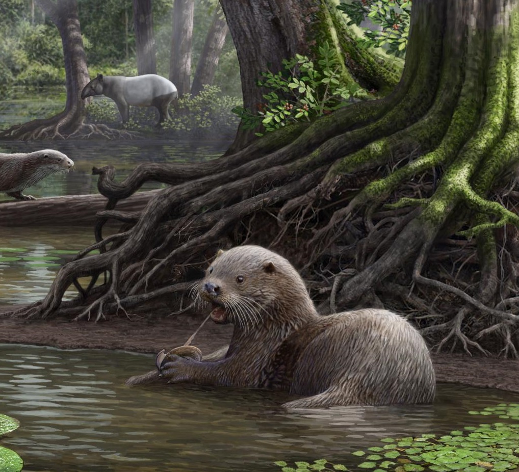 Species New to Science: [PaleoMammalogy • 2017] Siamogale melilutra • A ...