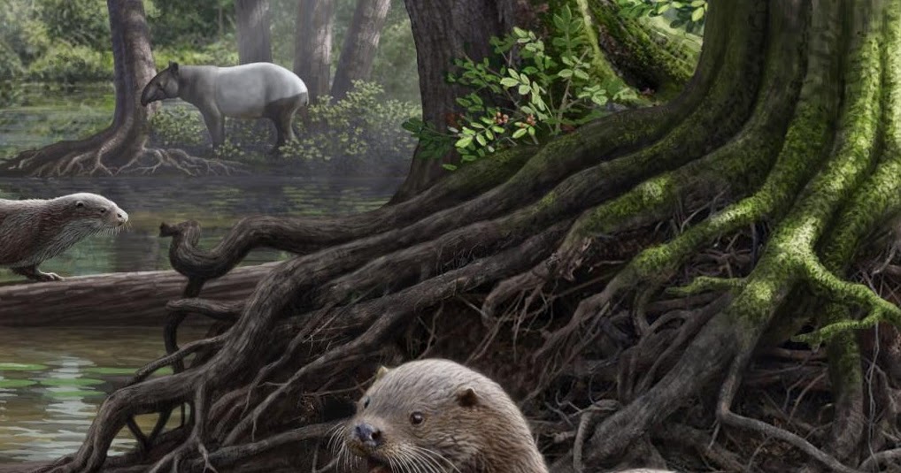 Species New to Science: [PaleoMammalogy • 2017] Siamogale melilutra • A ...