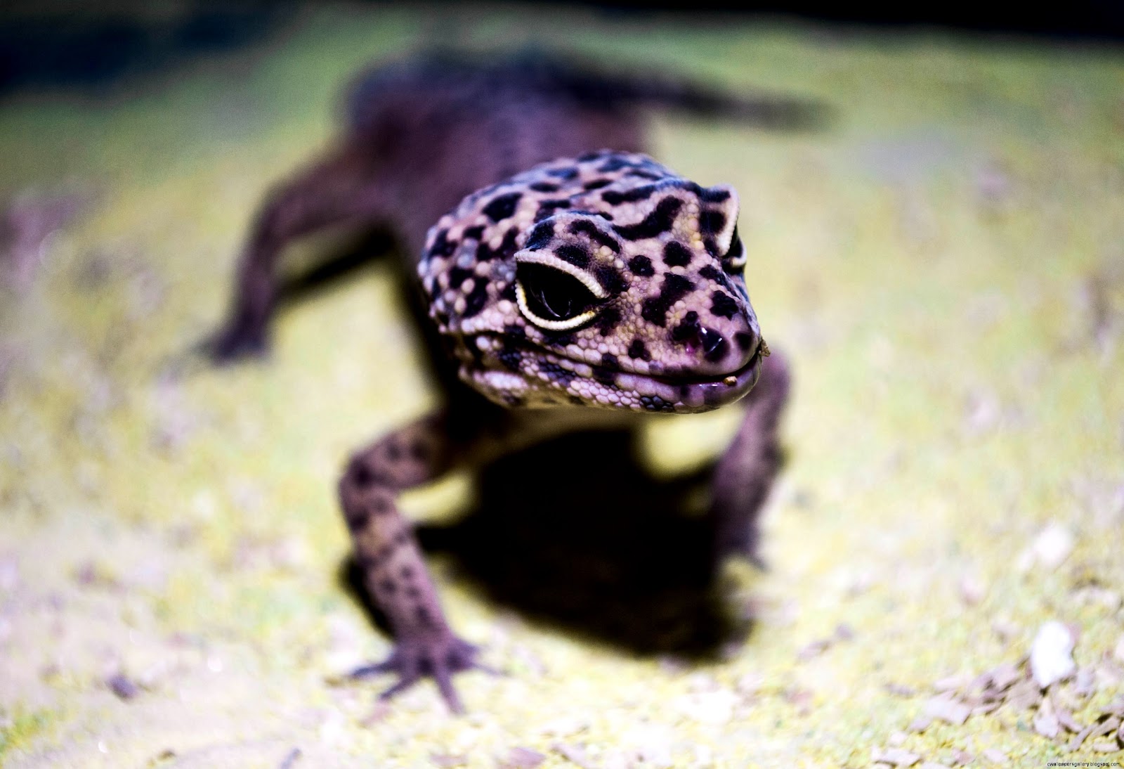Purple Leopard Gecko | Wallpapers Gallery