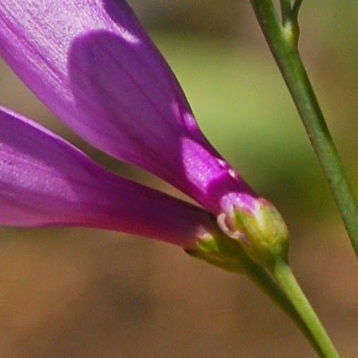 Wildflowers of the Wasatch Mountains and Bear River Range: Key to Penstemon
