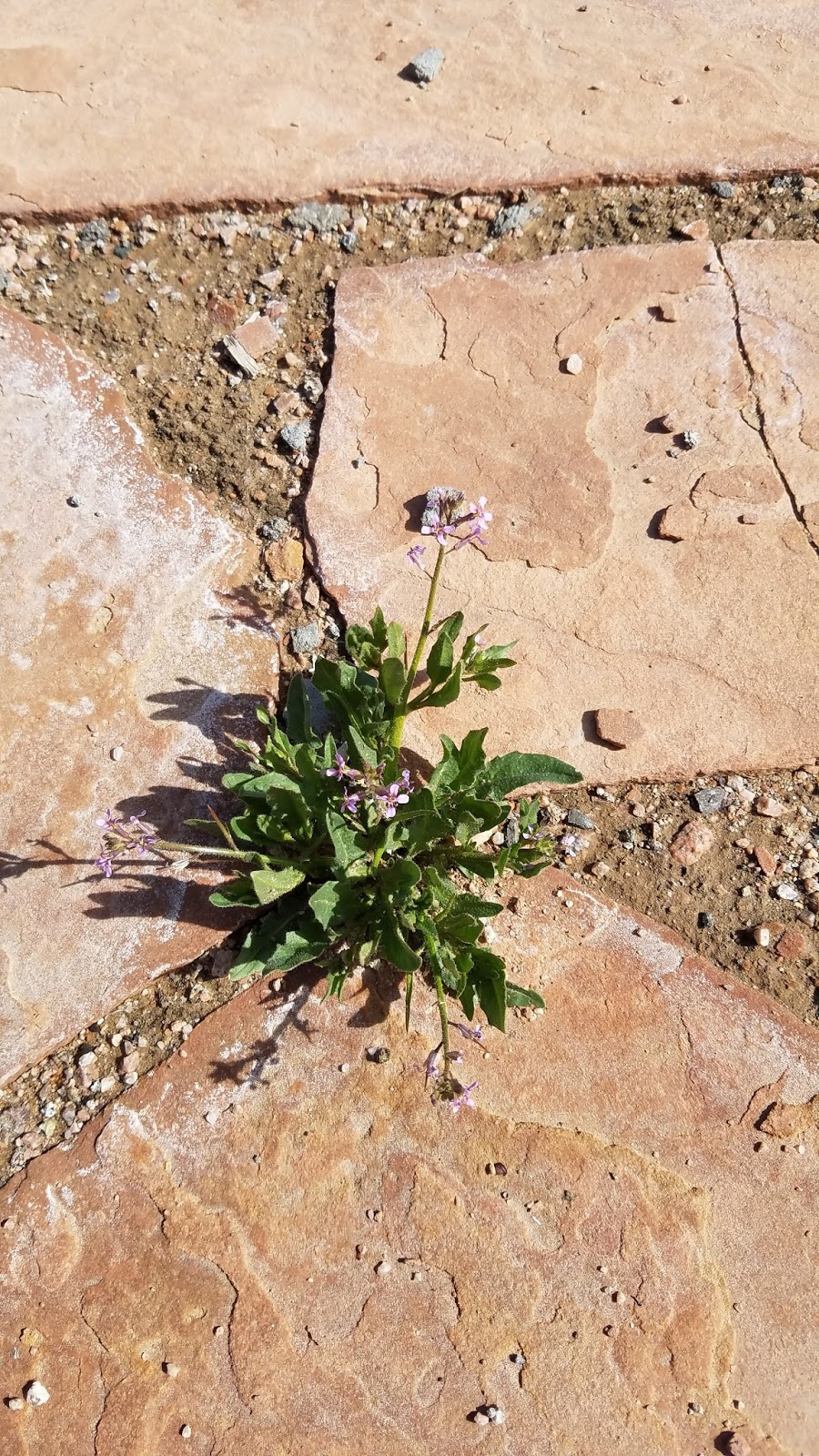 CO-Horts: What is in your toolbox for Weeds?