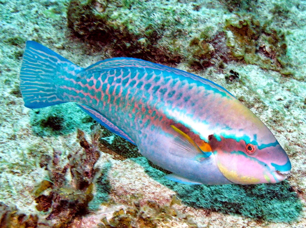 PARROTFISH photos - wallpapers (ανανεωμένο) | the fun bank