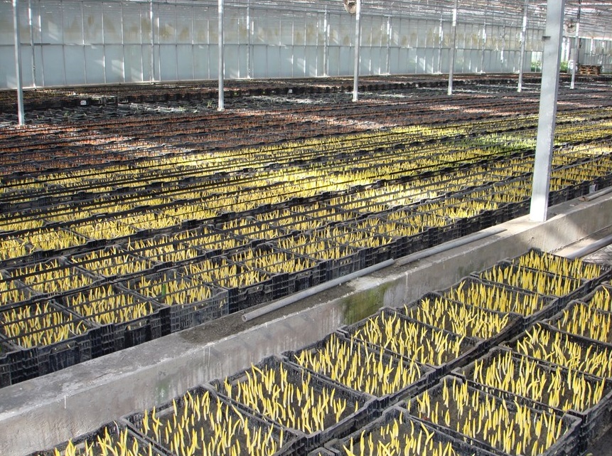 Sun Valley's Terra Machine - Cultivation Of Crops