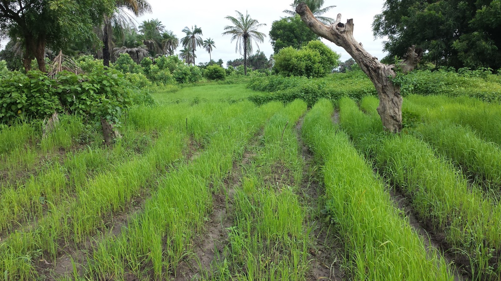 VSI au Sénégal: Riziculture