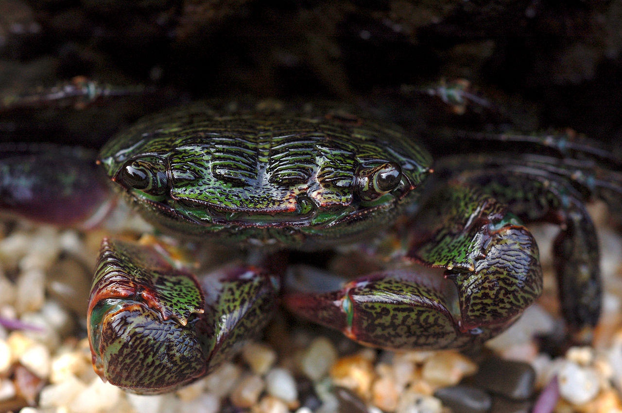 Artes de Pesca: CRUSTÁCEOS MARINOS