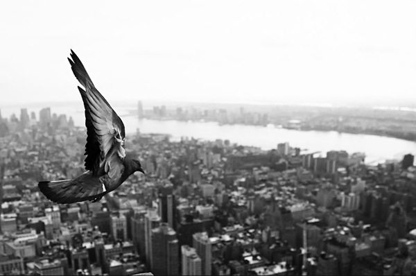 Fotografia-En-Ystilo: Freedom Photography