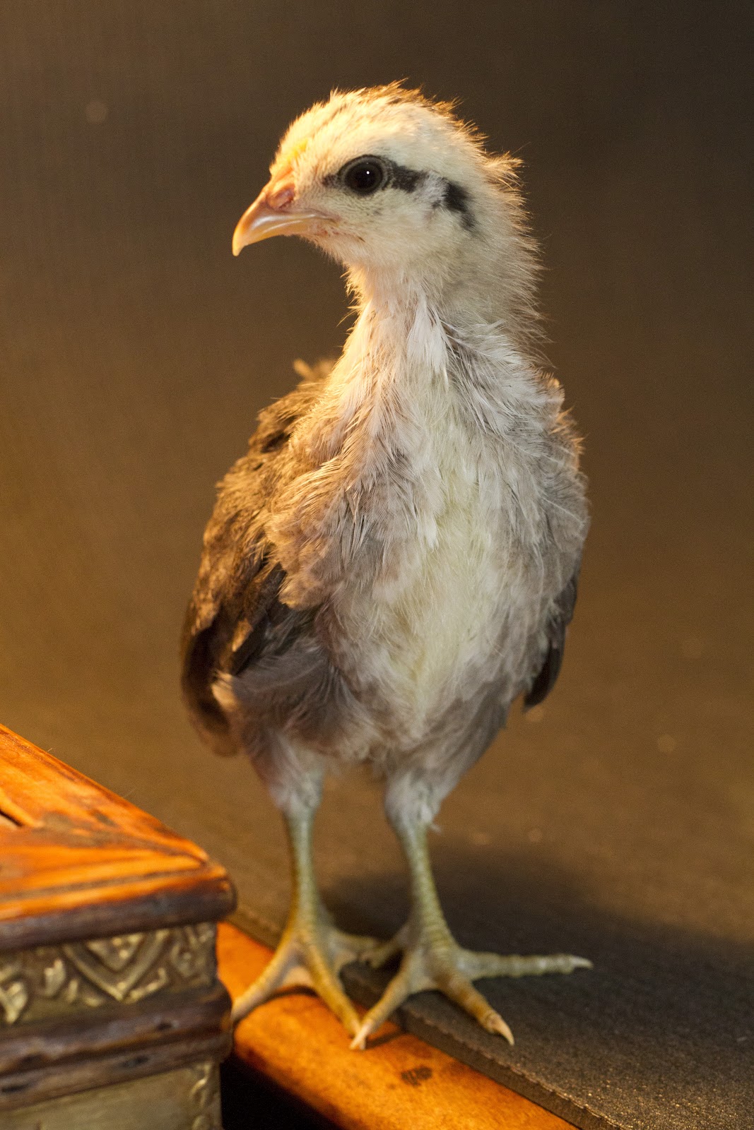 Chicken Women: Meet the Flockers