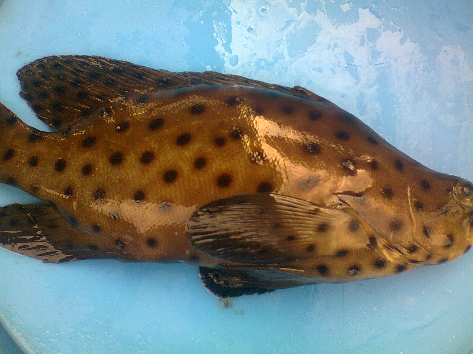 putra coran: ikan kerapu bebek/ kerapu amoy