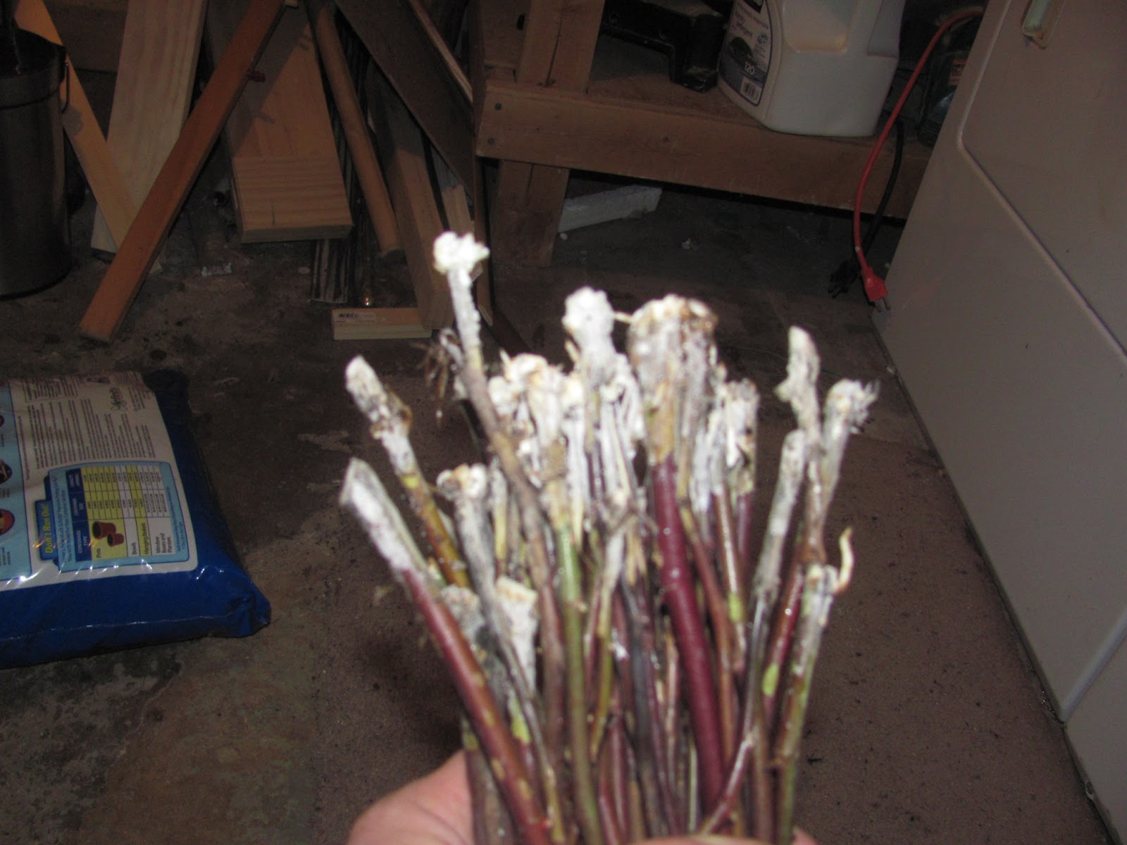 eighth acre farm: propagating roses in the winter