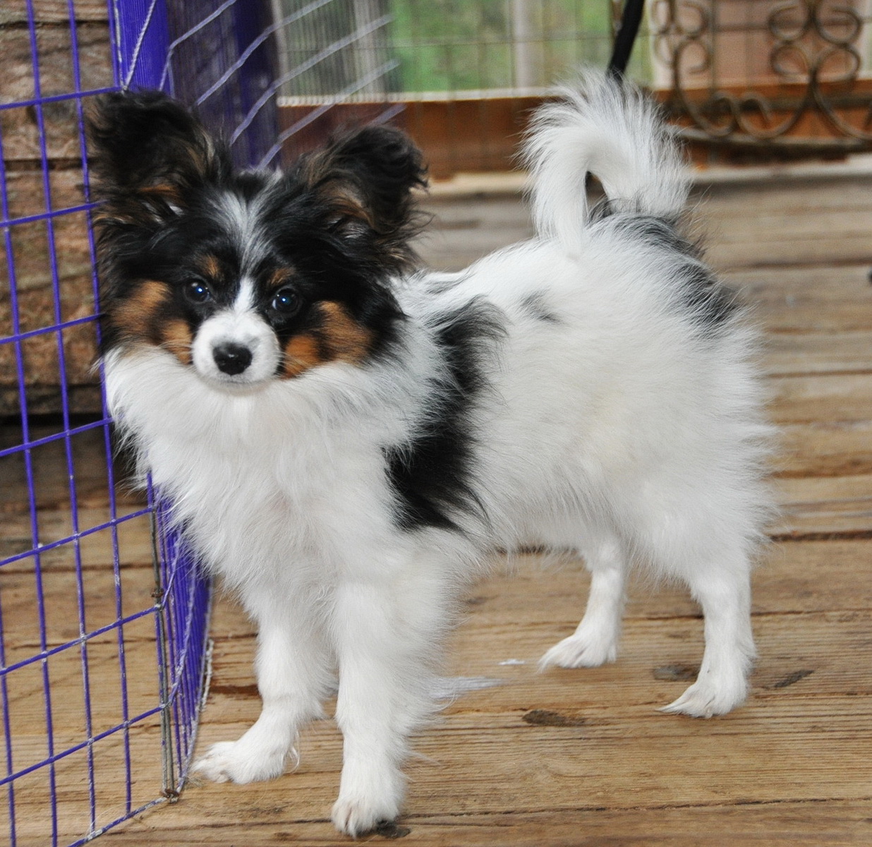 Road's End Papillons : 15 Week old Papillon Puppy
